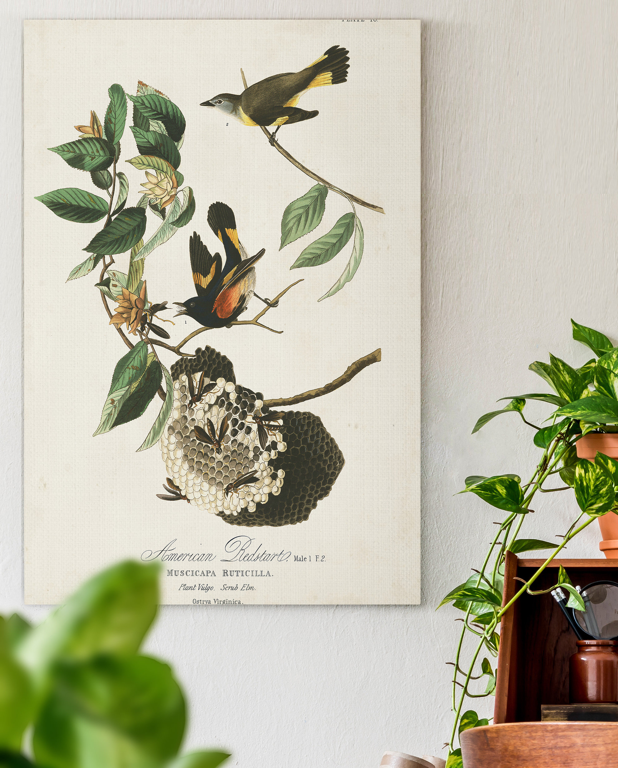 Charlton Home® 'Pl 40 American Redstart' Painting Print on Canvas | Wayfair
